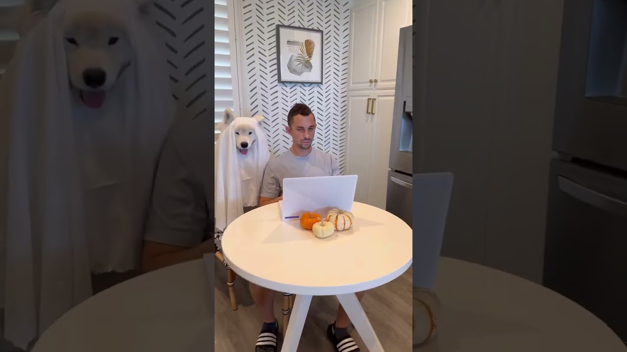 Ummm YIKES!! Do you see what I see? #dog #samoyed #shorts - YouTube