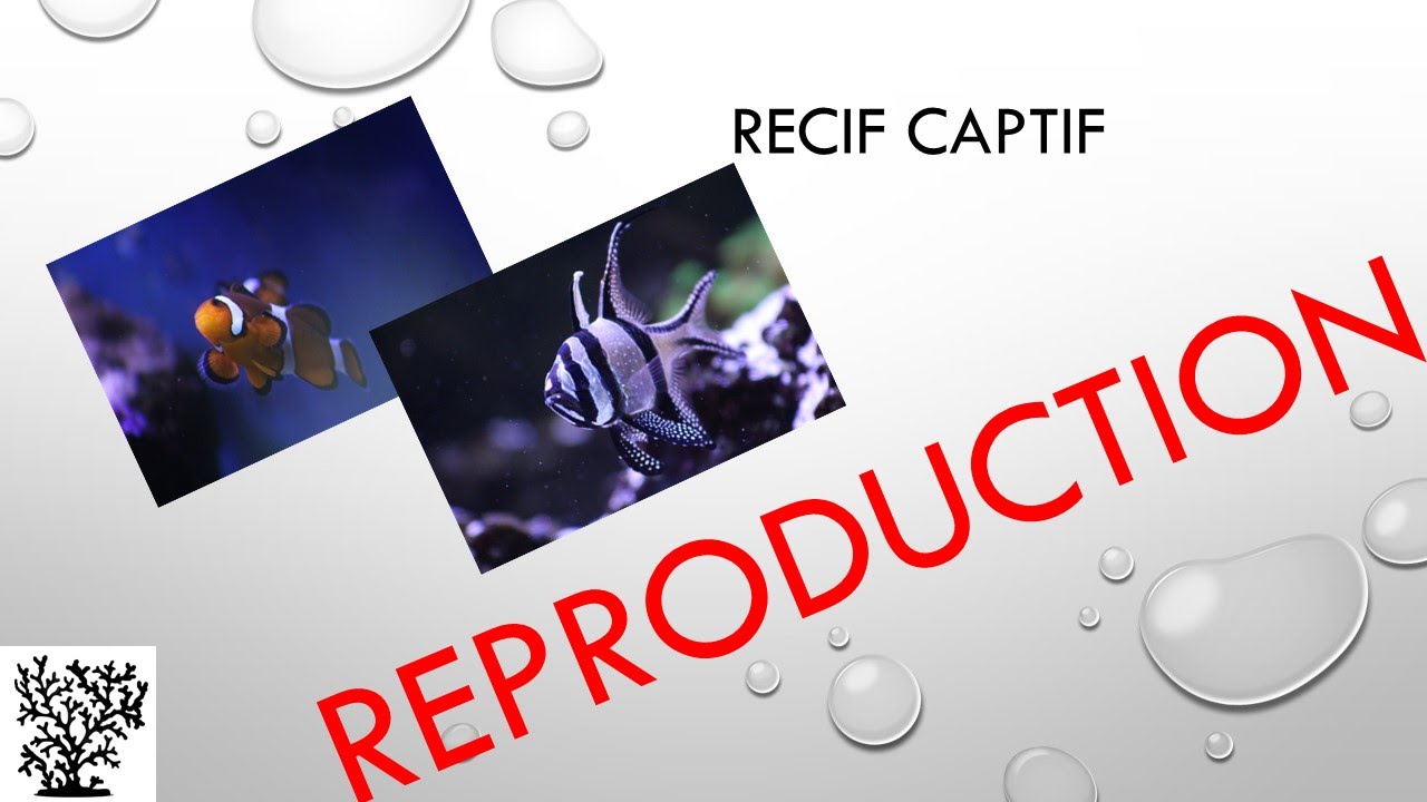 Reproduction de poissons marins - Mr Recif Captif #53 - YouTube