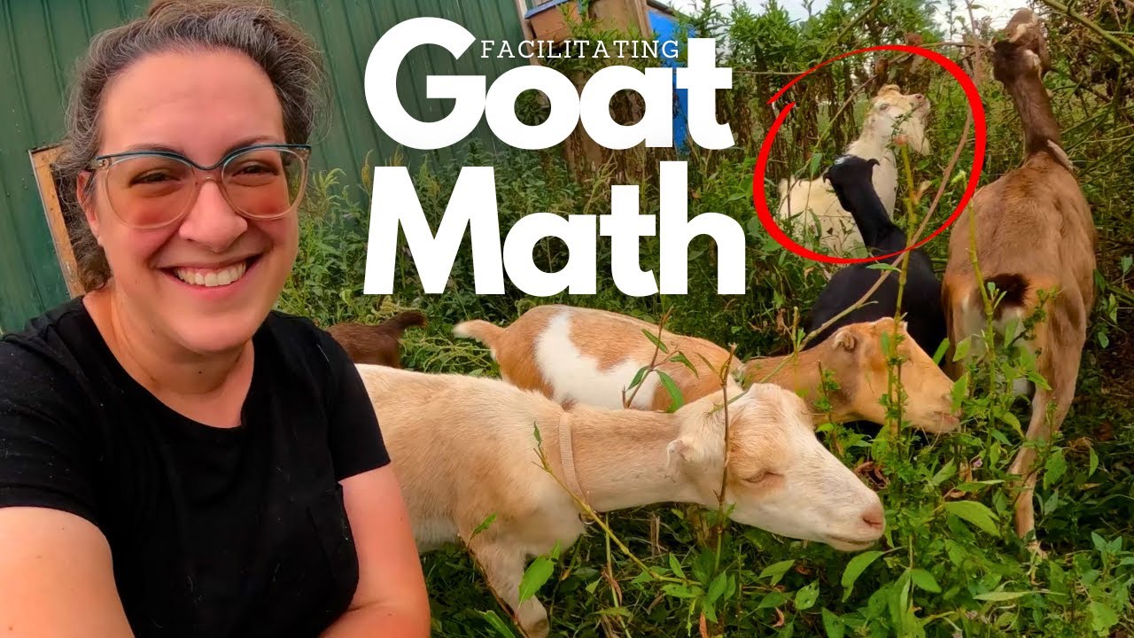Breeding Season Has Started! (Let's Play Musical Goats) | Dairy Goat ...