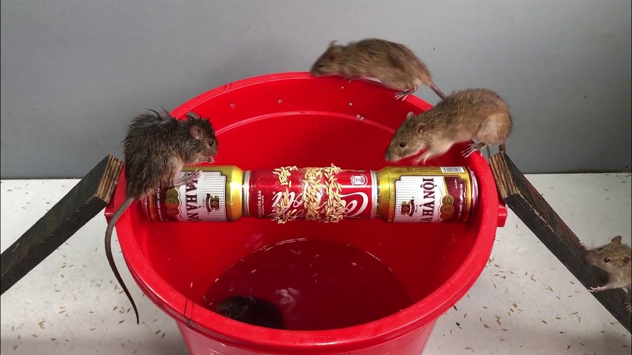 Mouse Trap Water π 10 Mice In Trapped 2 Hour π Mouse Rat Trap π How To