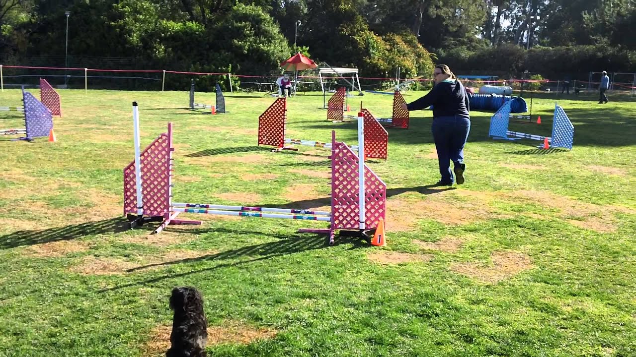 USDAA - Tamar & Murray - PI Jumpers - YouTube