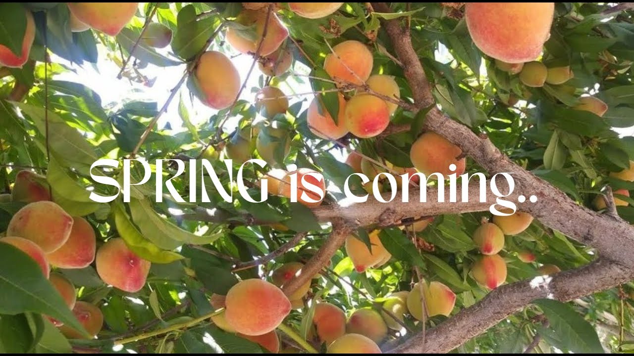 Fresh start - Healing Sounds of spring morning - YouTube