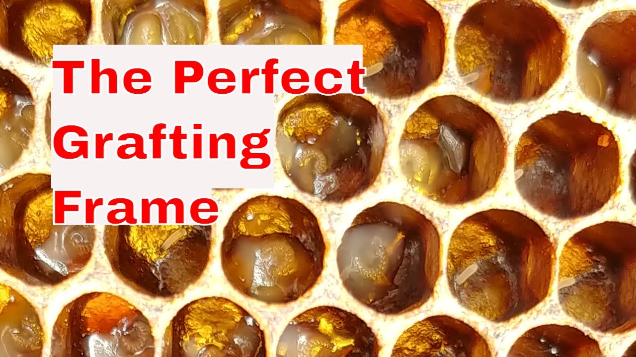 ☯️ How to Get the PERFECT Grafting Frame; Confine the Queen # ...