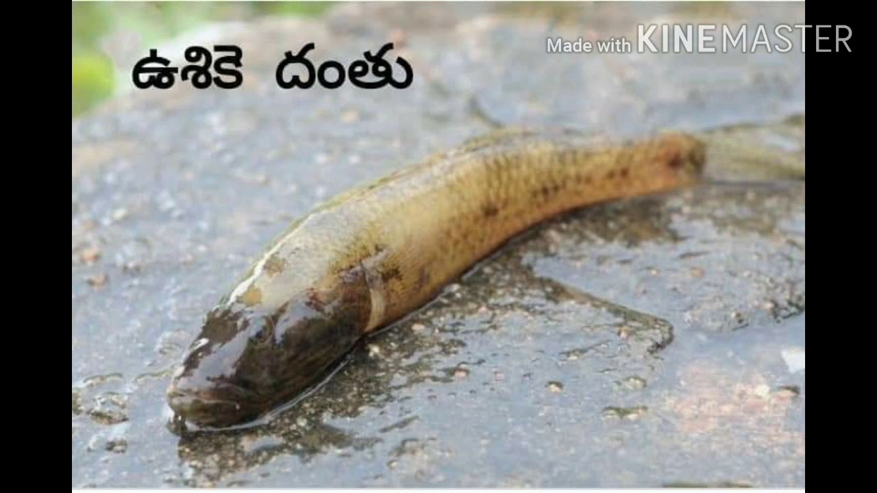 Telangana famous fish and fish Names telugu lo....... - YouTube