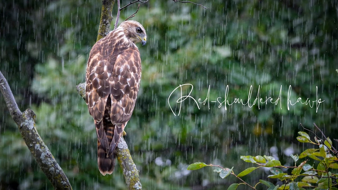 Majestic Red-shouldered Hawk under the rain - YouTube