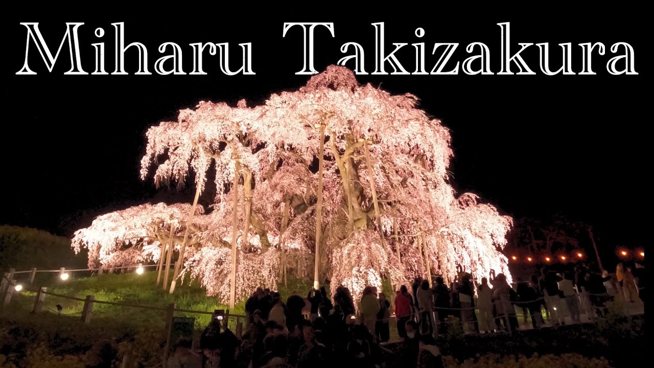 The best light up with one of the oldest Sakura Tree in Japan! [Miharu ...