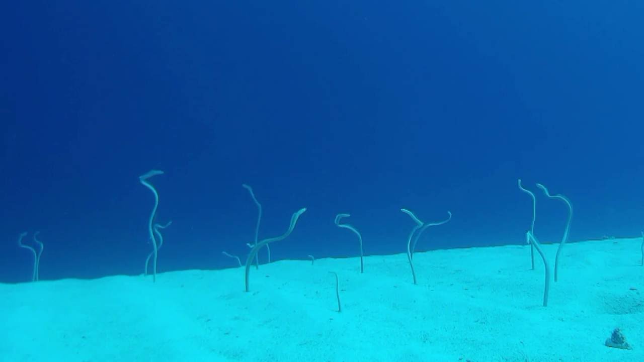Eel Garden. Dahab. Dancing eels - YouTube