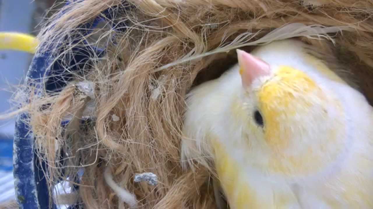 Canary Bird feeding baby - YouTube
