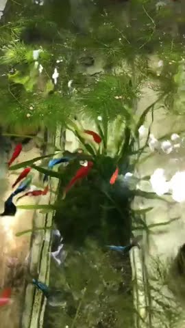 Electric Blue Guppy Fish and Platy Fish in AQUARIUM - YouTube