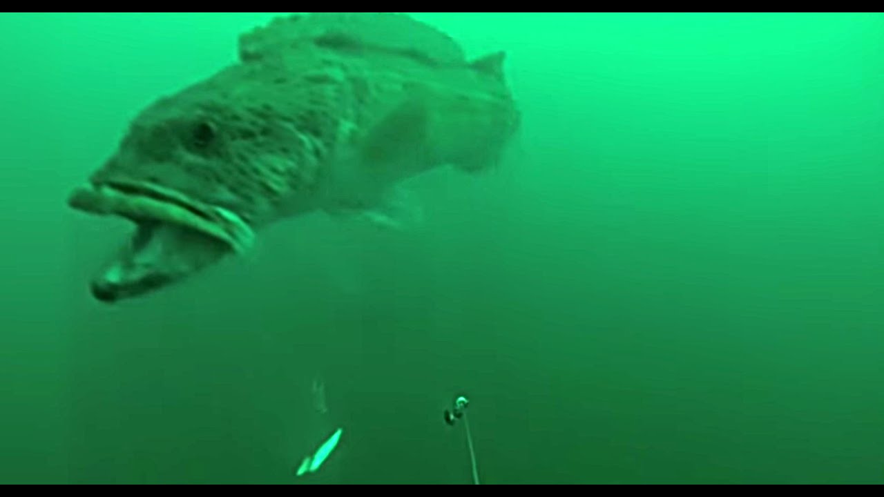 Underwater Deep Sea Fishing 4 - Lingcod - YouTube