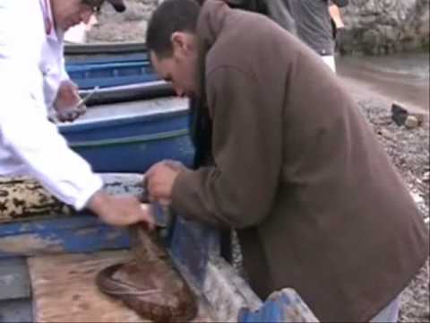 COMMANDANT COSTEAU Mr SKADERA02 - YouTube