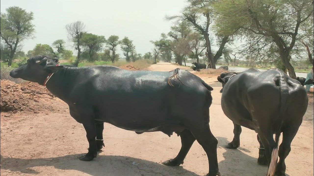Watch nili Ravi buffalo for sale in Punjab Pakistan on YouTube ...