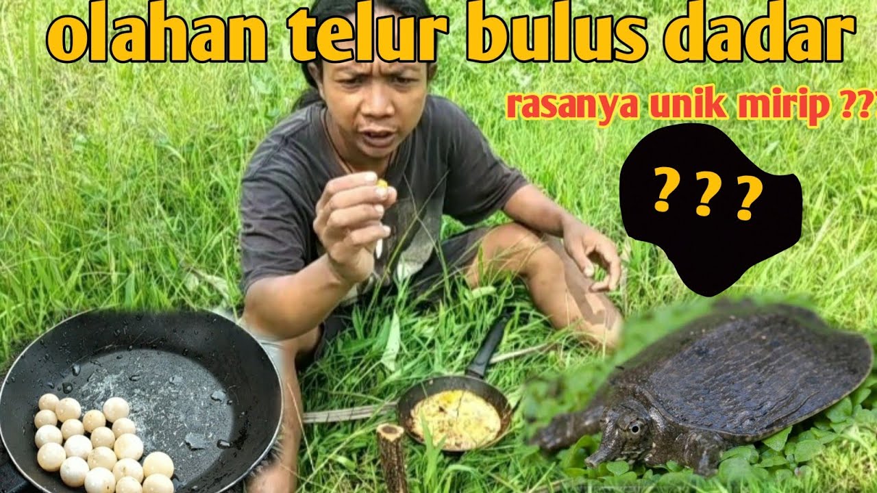 OLAHAN TELUR BULUS DADAR - YouTube