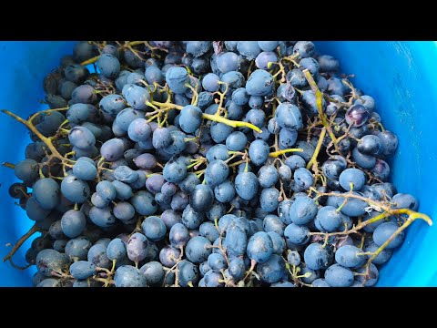 Как сделать вино из винограда?