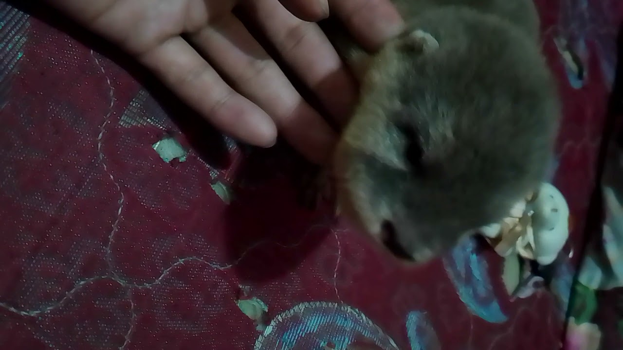 Otter with a funny face and cute #linsang #regul #sero #imut #lucu # ...