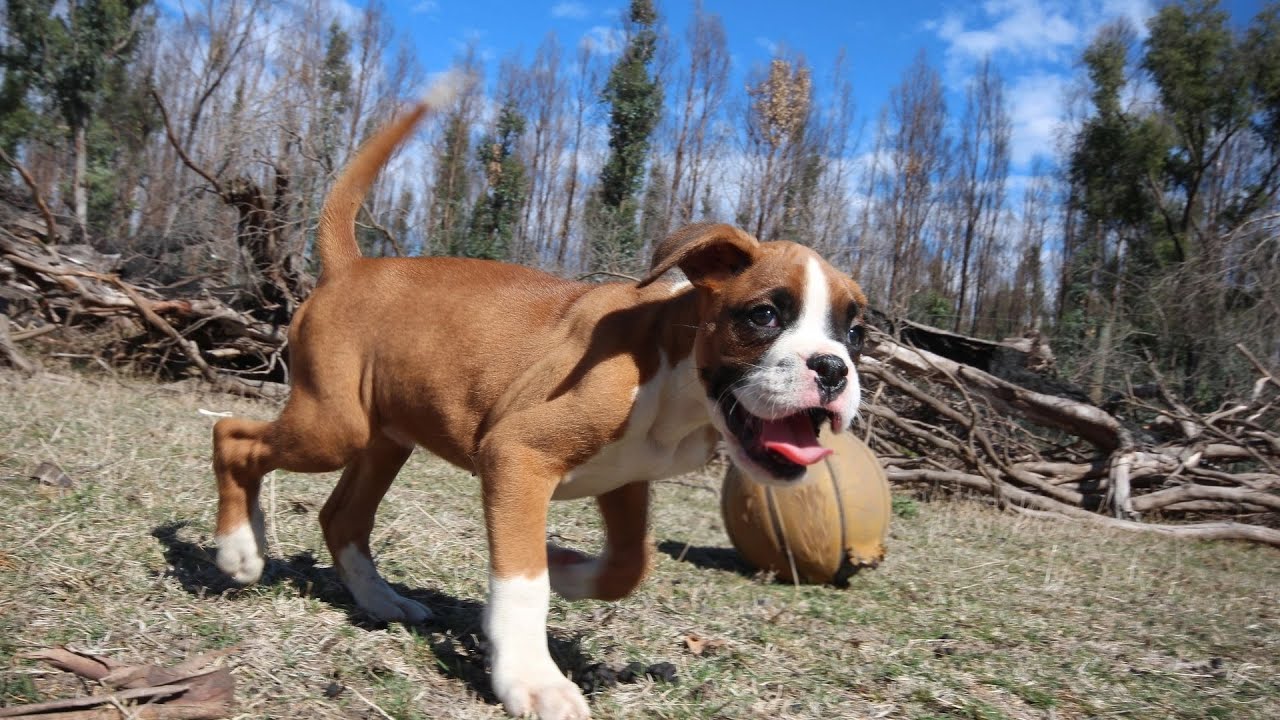 Boxer Dog and Children Are They Good Family Pets? - YouTube