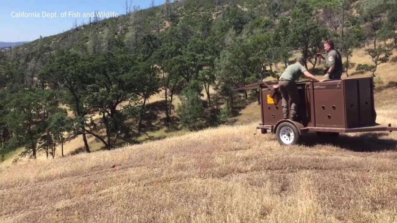 UC Davis bear successfully released back into the wild - YouTube
