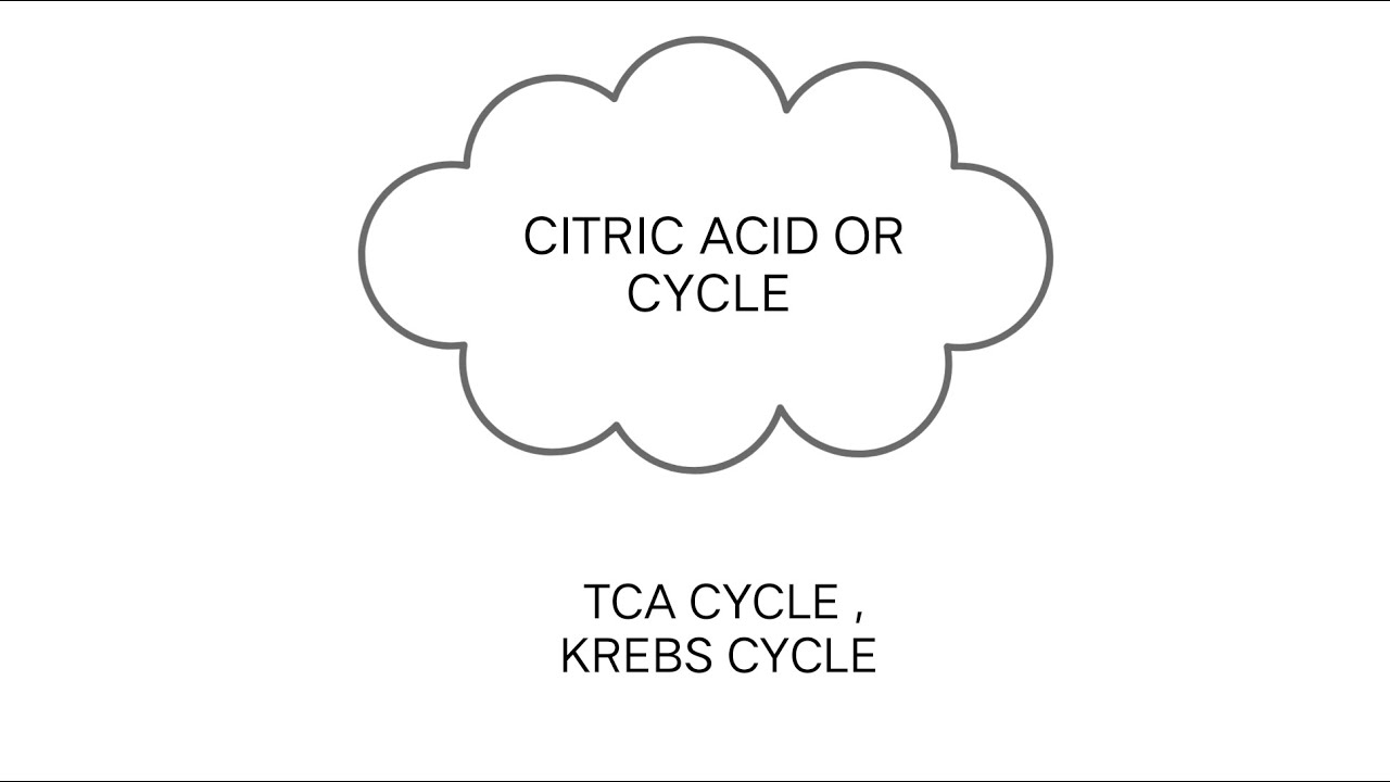 Citric Acid Pathway | Crebs Cycle | TCA Cycle - YouTube