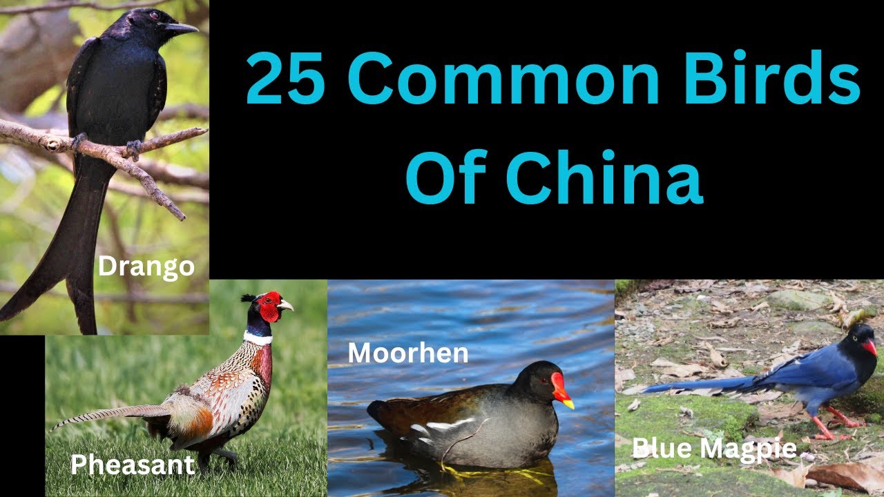 25 Common Birds Of China - YouTube