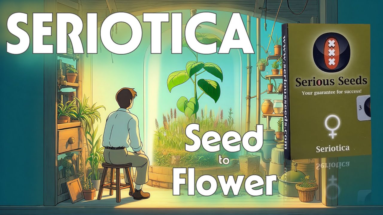 Seriotica - Seed to Flower - YouTube