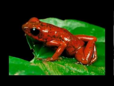 Most Beautiful Frogs in the World Youtube Edition - YouTube