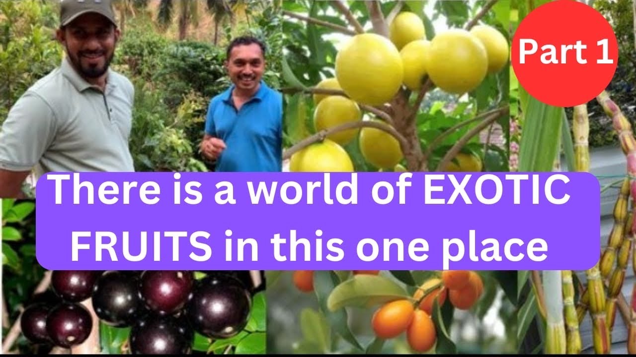 Here is a wonderful world of over 500 exotic fruit trees, ranging in ...