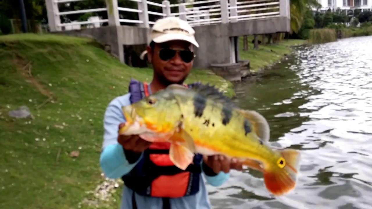 Lake Prima Tasik Prima Urban Peacock Bass Fishing Guide Malaysia 7th ...