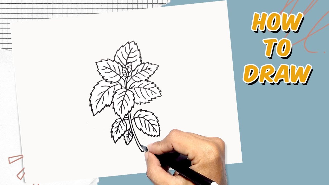 How to Draw Lemon Balm - YouTube
