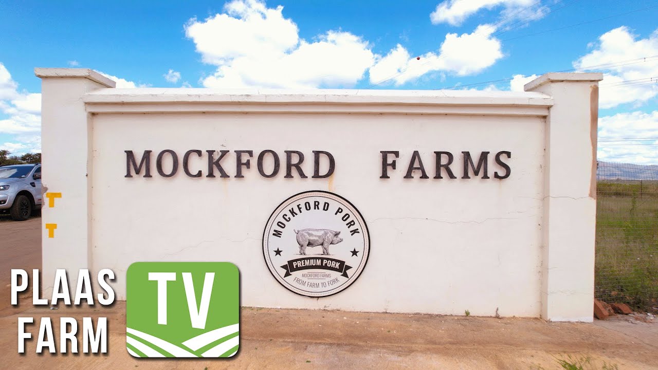 Superior pig genetics at Mockford Farms - YouTube