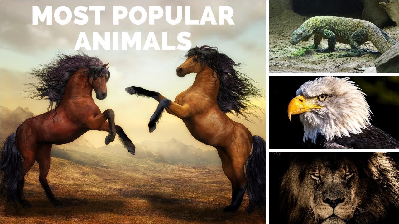 Most Popular Animals in the World - YouTube