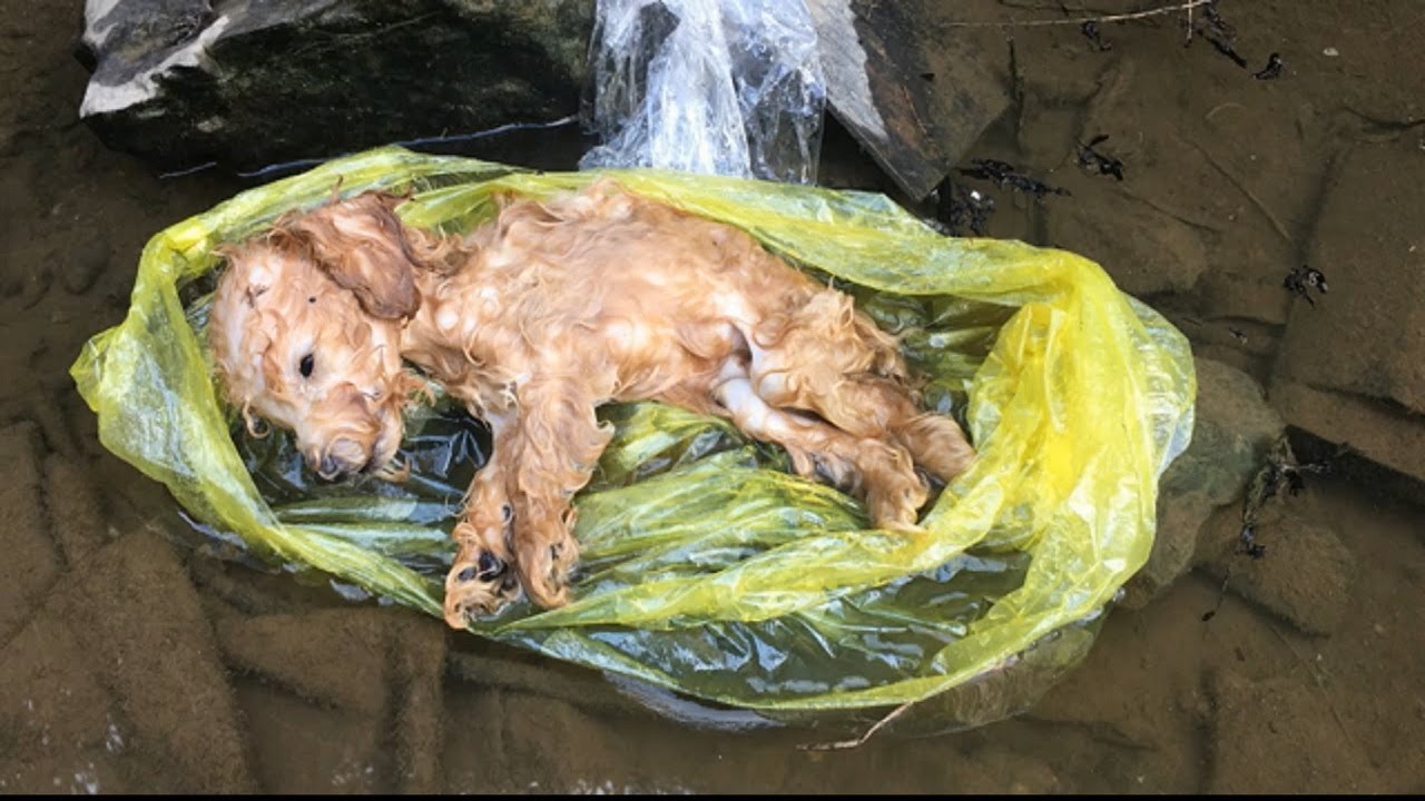 Heart Touching Moments Poor Puppy Rescue, Abandoned Dog Heartwarming ...