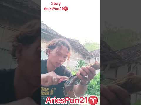Story AriesPon21♈ Proses penyikatan pohon murbay #AriesMaretApril♈ # ...