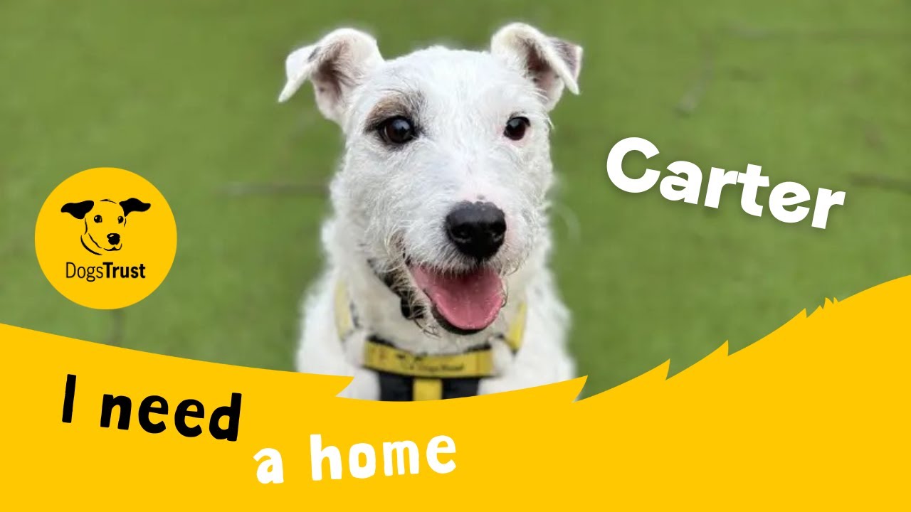 Carter the terrific Terrier cross | Dogs Trust Evesham - YouTube