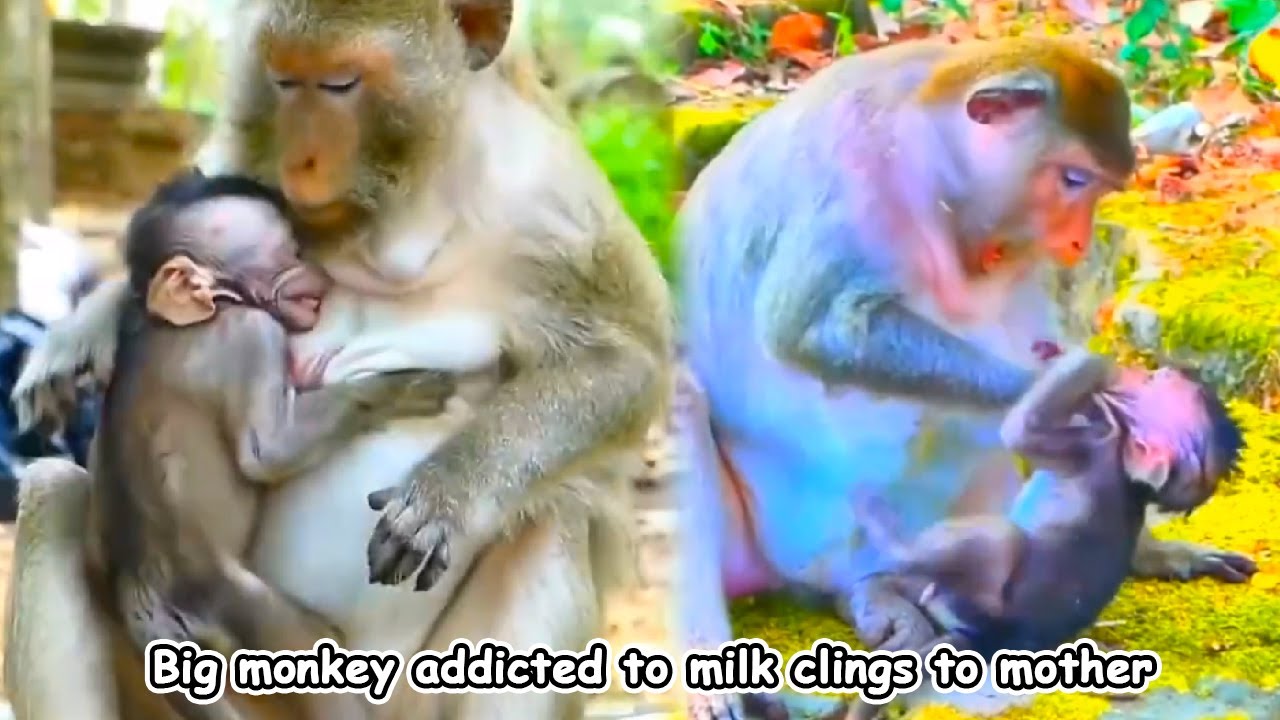 The plaster monkey clung to its mother, the mother monkey tried to pull ...
