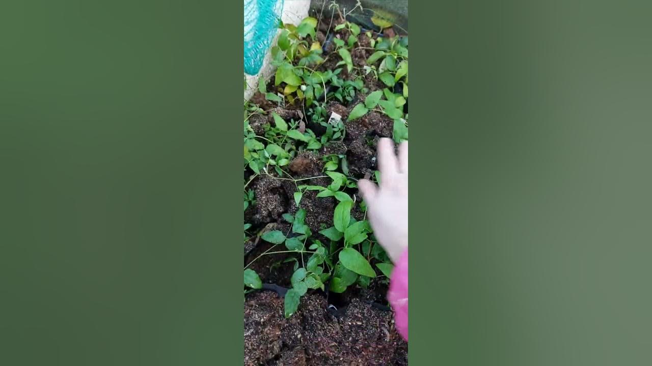 Продолжаю готовить саженцы к зимовке. Череповец, ГАЛИСАД - YouTube