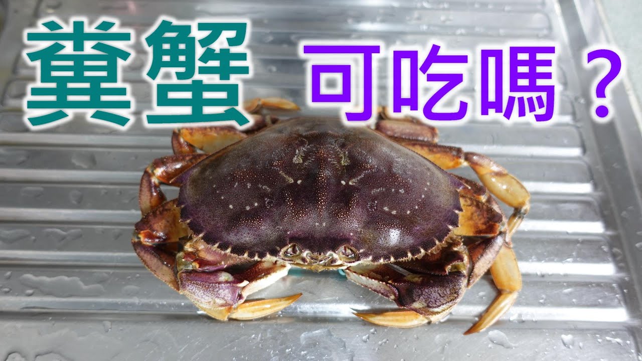 dungness crab, canada big crab 加拿大珍寶蟹 - YouTube