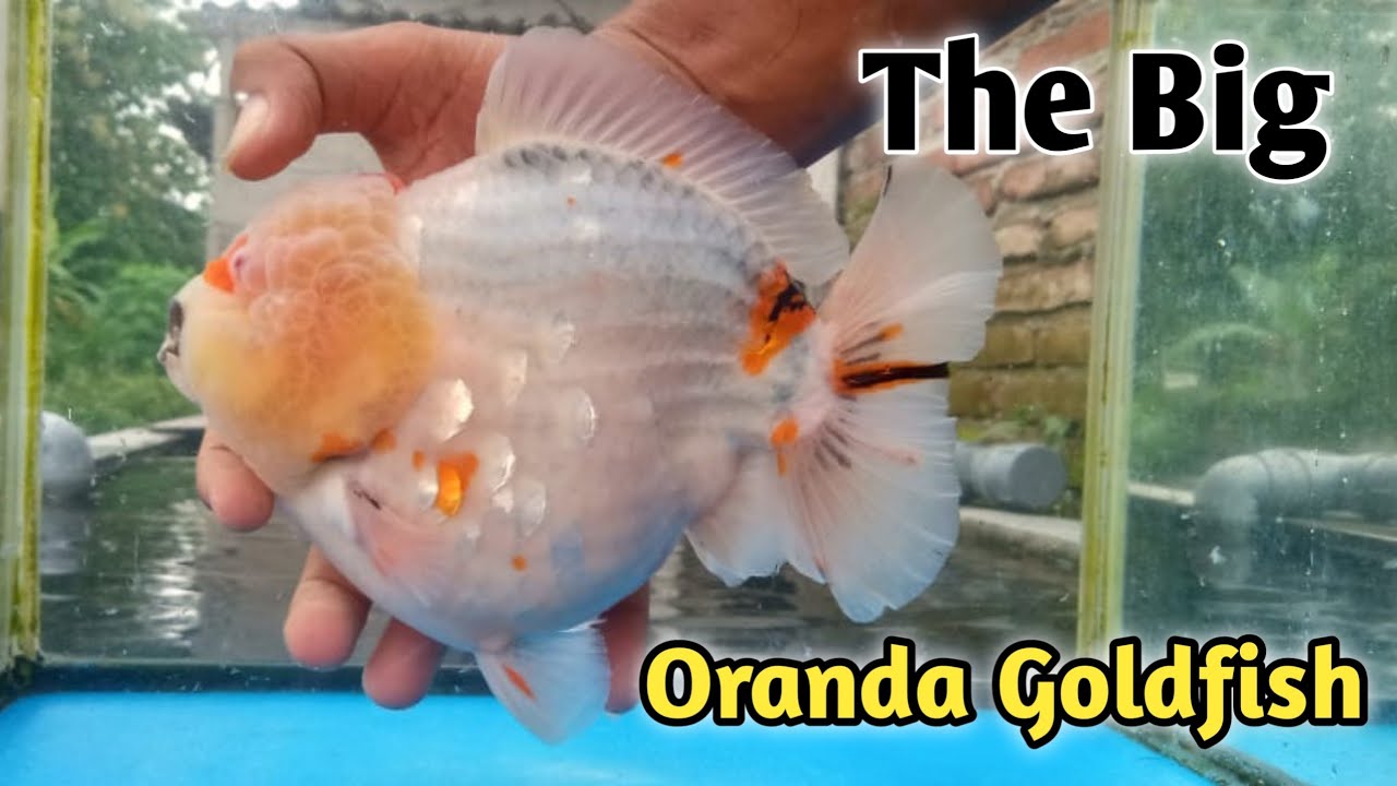 Super Jumbo Goldfish Oranda - YouTube