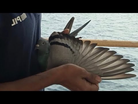 TAIWAN AND CHINA RACING PIGEON # short to long distance racing pigeon ...