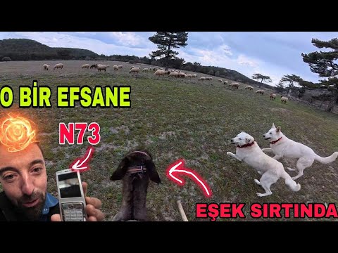 BABAMA ÖMÜRLÜK TELEFON !!! PİSKOPAT SIRTINDA KOYUN KEYFİ..BALIK UÇACAK TI?