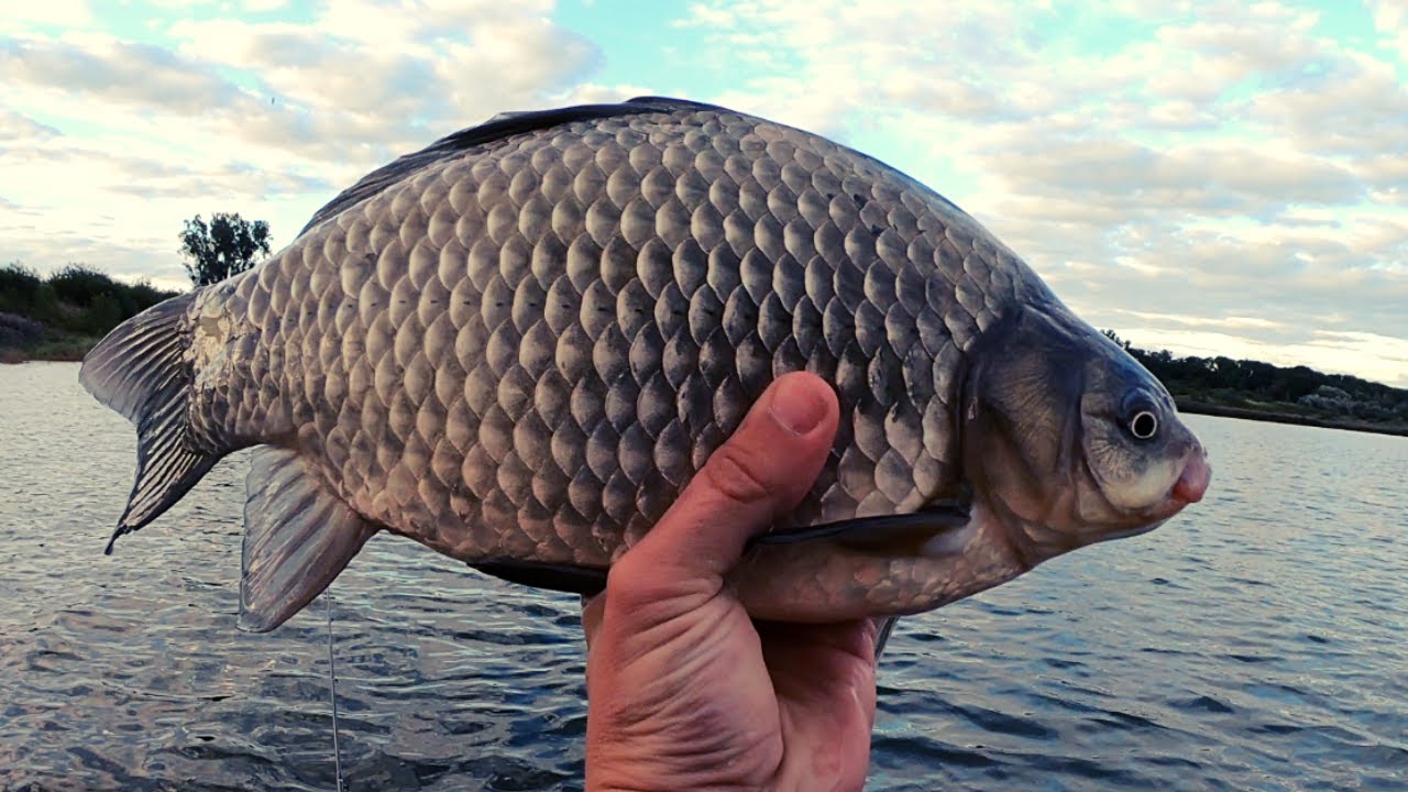 PIĘKNE RYBY z DUŻEJ ZAPORÓWKI | OKONIE i KARASIE na LEKKI SPINNING ...