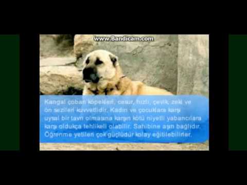 Kafkas Çoban Köpeği vs Kangal