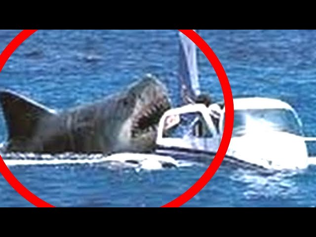 Megalodon Real Footage