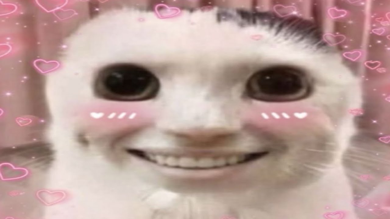 Top 5 penar explosion chamber cat videos (Part 5) - YouTube