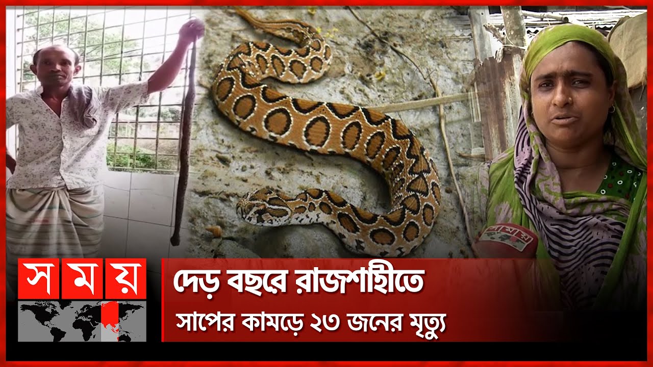 সাপের উপদ্রপে চরম আতঙ্কে সাধারণ মানুষ | Snake infestation | Russell's ...