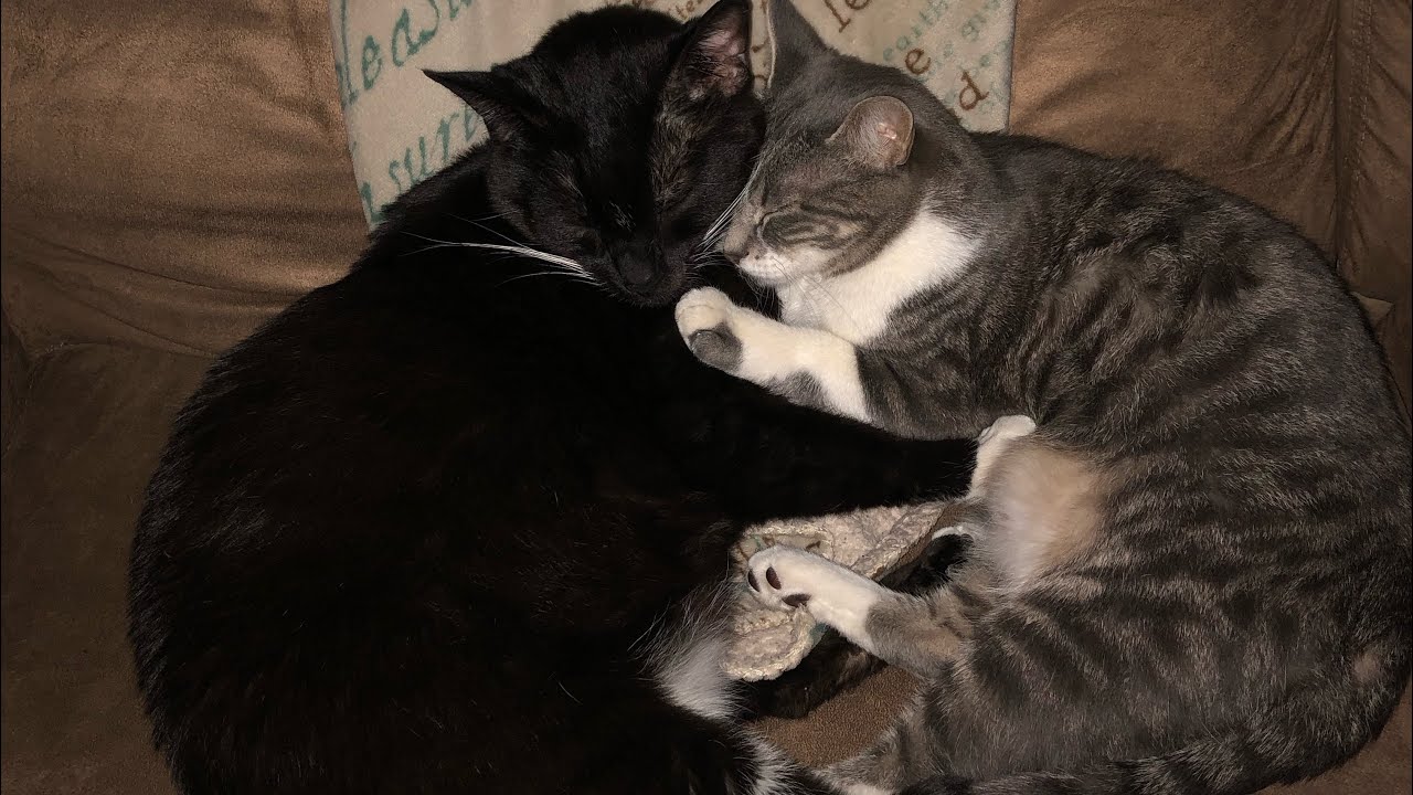 Meowing Dogs - YouTube