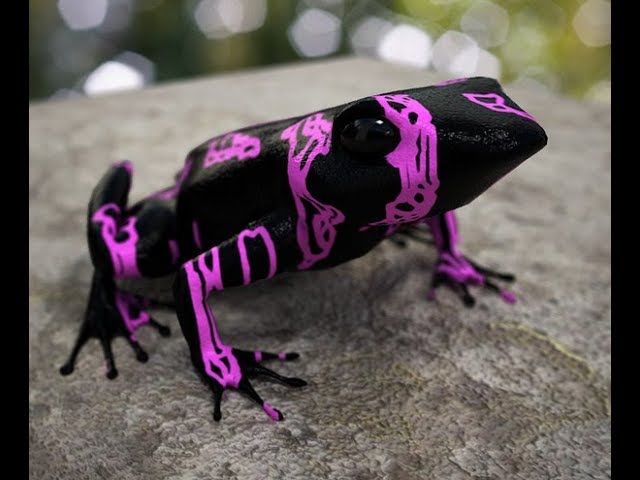 Purple Fluorescent Frog