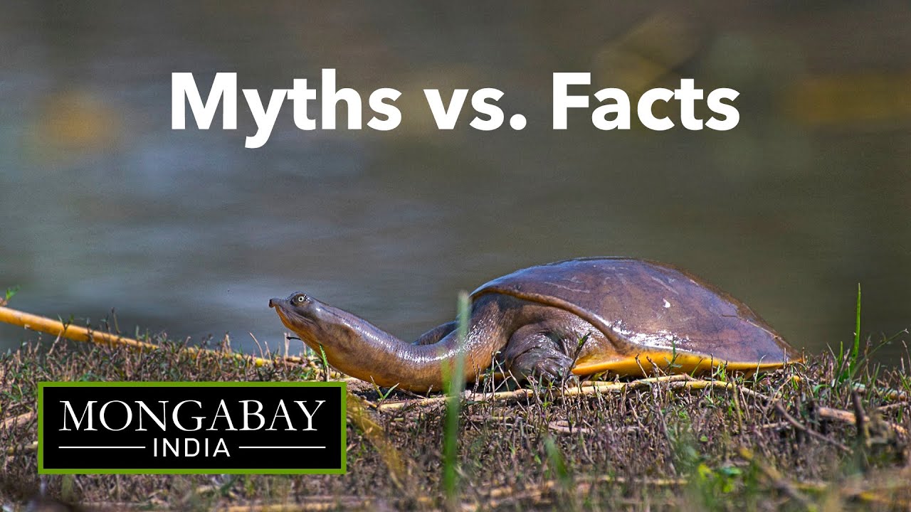 Myth vs. facts about turtles and tortoises in India: World Turtle Day ...
