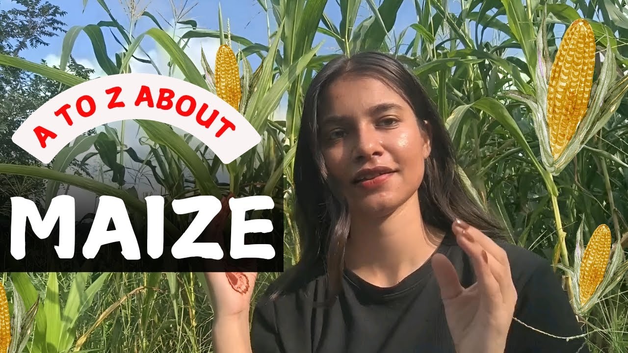 Maize A to Z: Everything You Need to Know About This Crop 🌽📖🌽 - YouTube