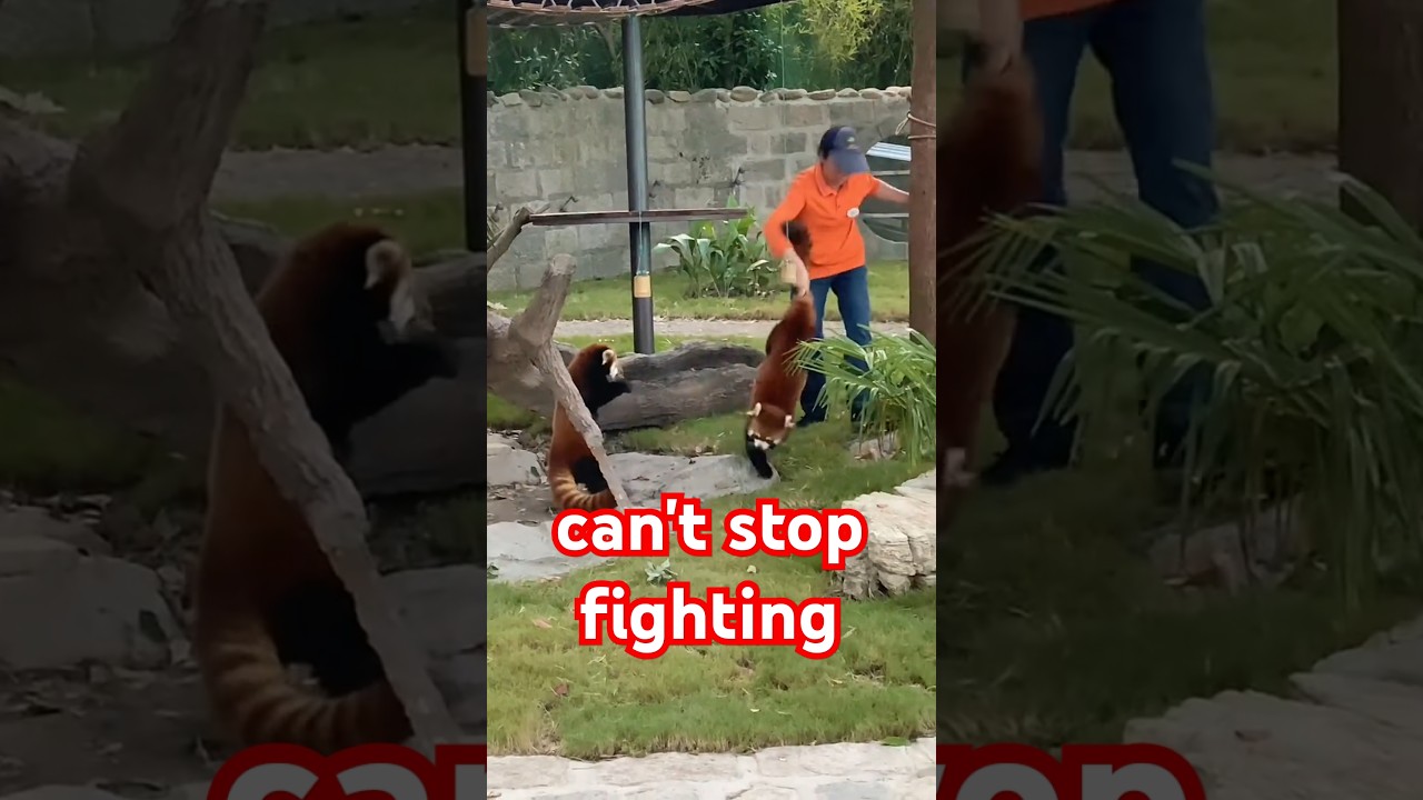can't stop two redpanda fighting#redpanda - YouTube