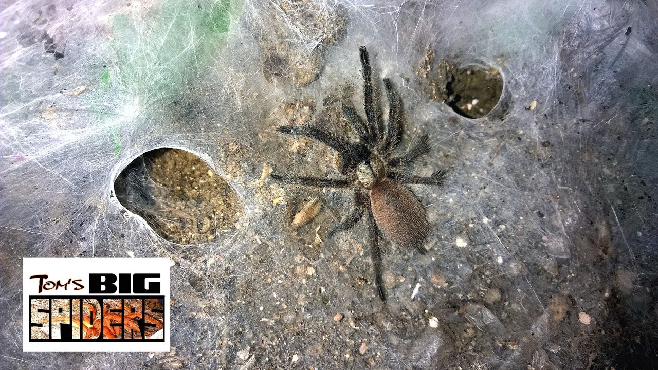 M. balfouri Communal Update for January - YouTube